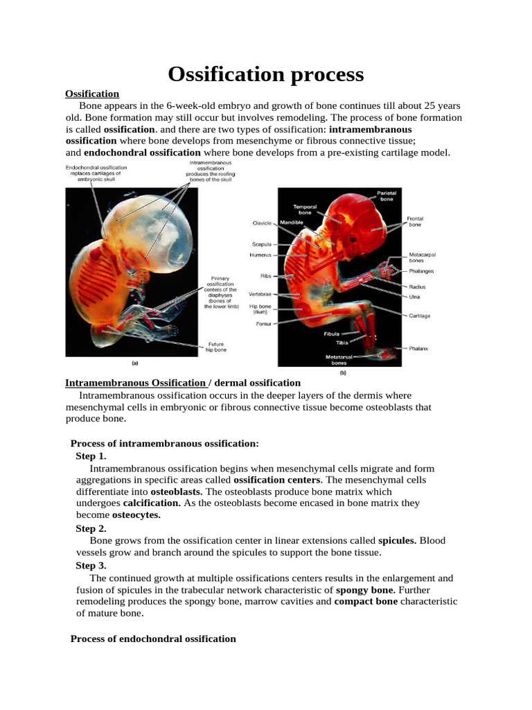Ossification | PDF | Bone | Osteoblast