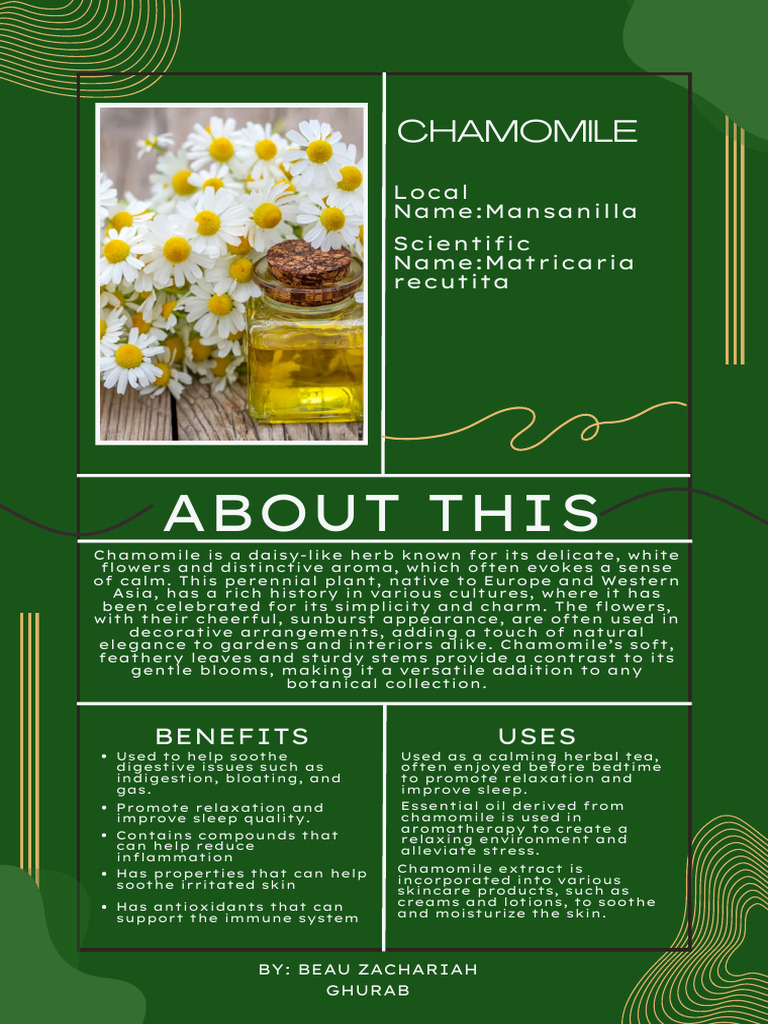 Chamomile 1 | PDF