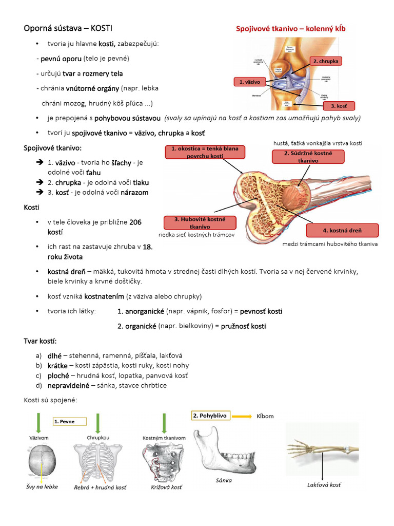 Oporná Sústava - KOSTI - Poznámky | PDF