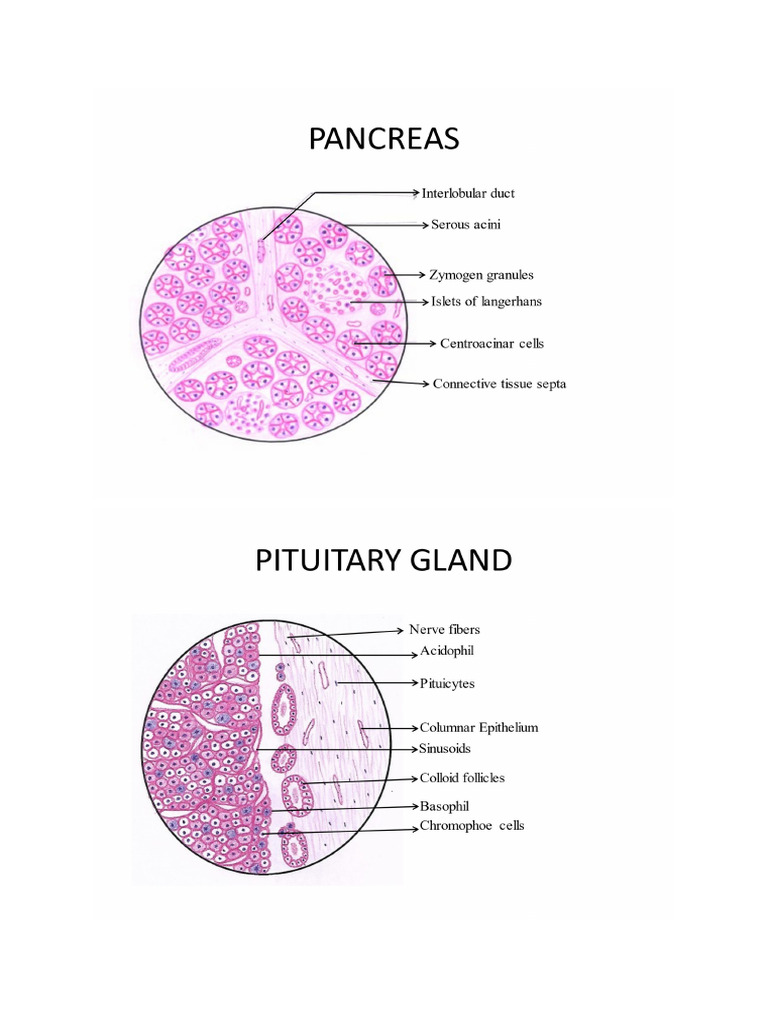 (Endocrine Glands) Pancreas, Pituitary, Suprarenal, Thyroid | PDF