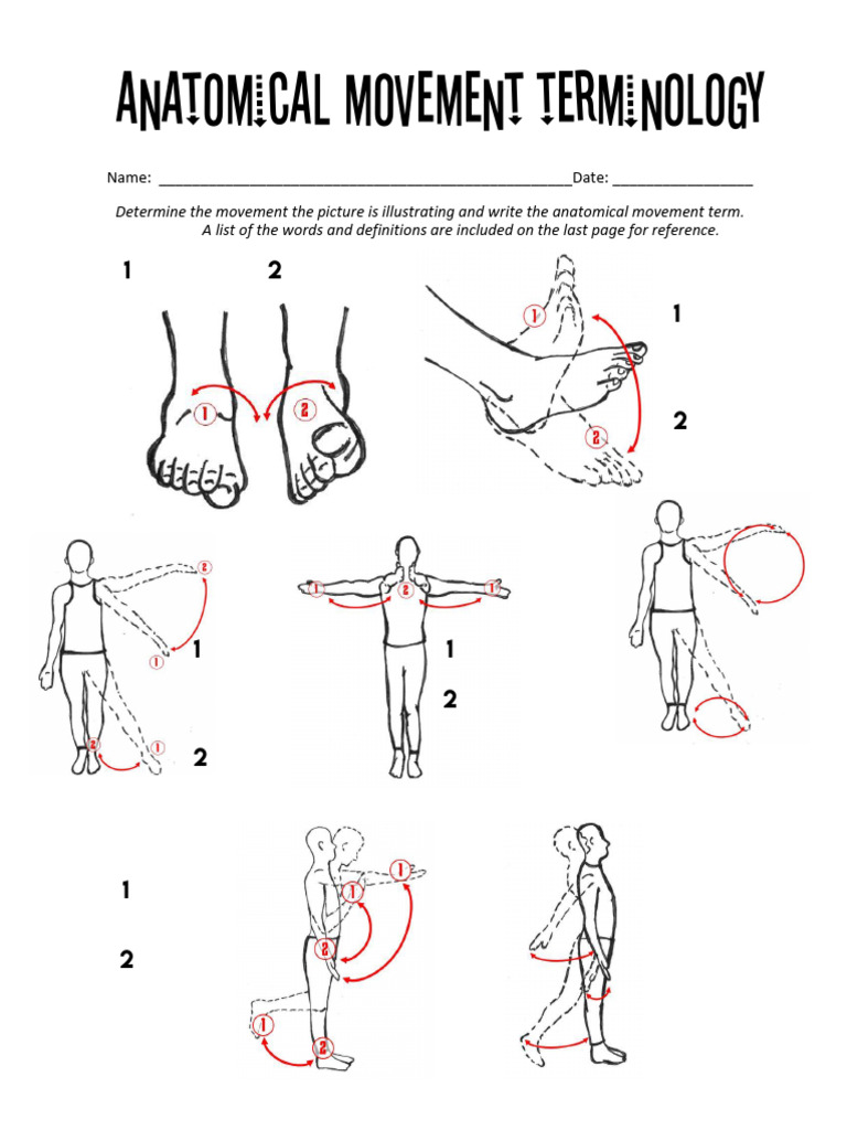 Anatomical Movement Terms Guide | PDF | Anatomical Terms Of Motion ...