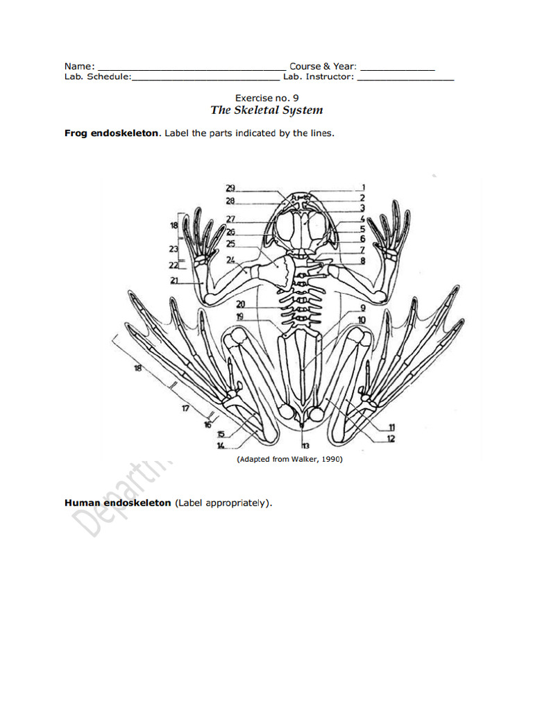 Exercise9-10 - Toad Skeletal and Muscular Systems | PDF