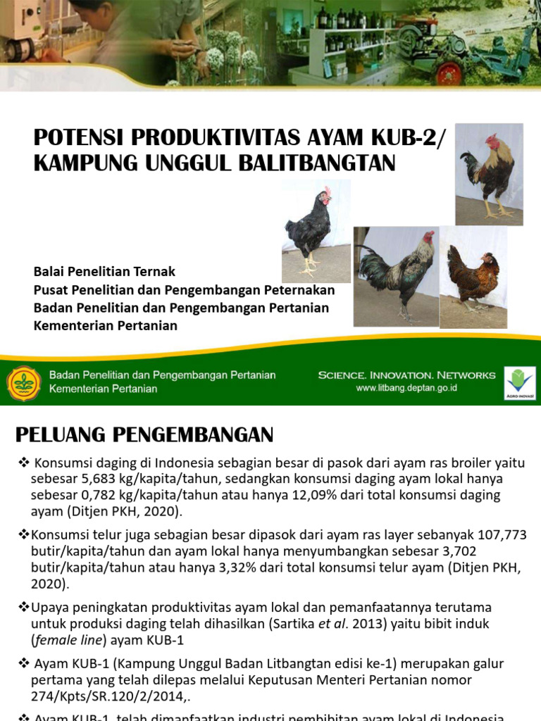 Potensi Ayam KUB 2 - Compressed | PDF