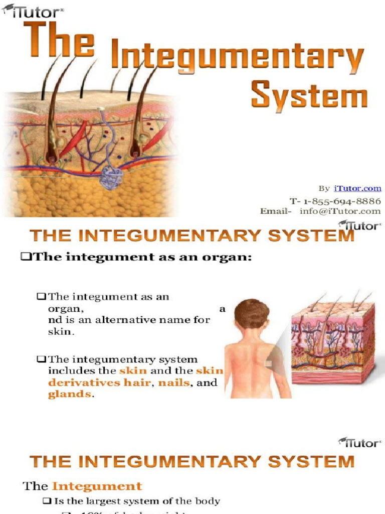 Integumentary System 2 | PDF