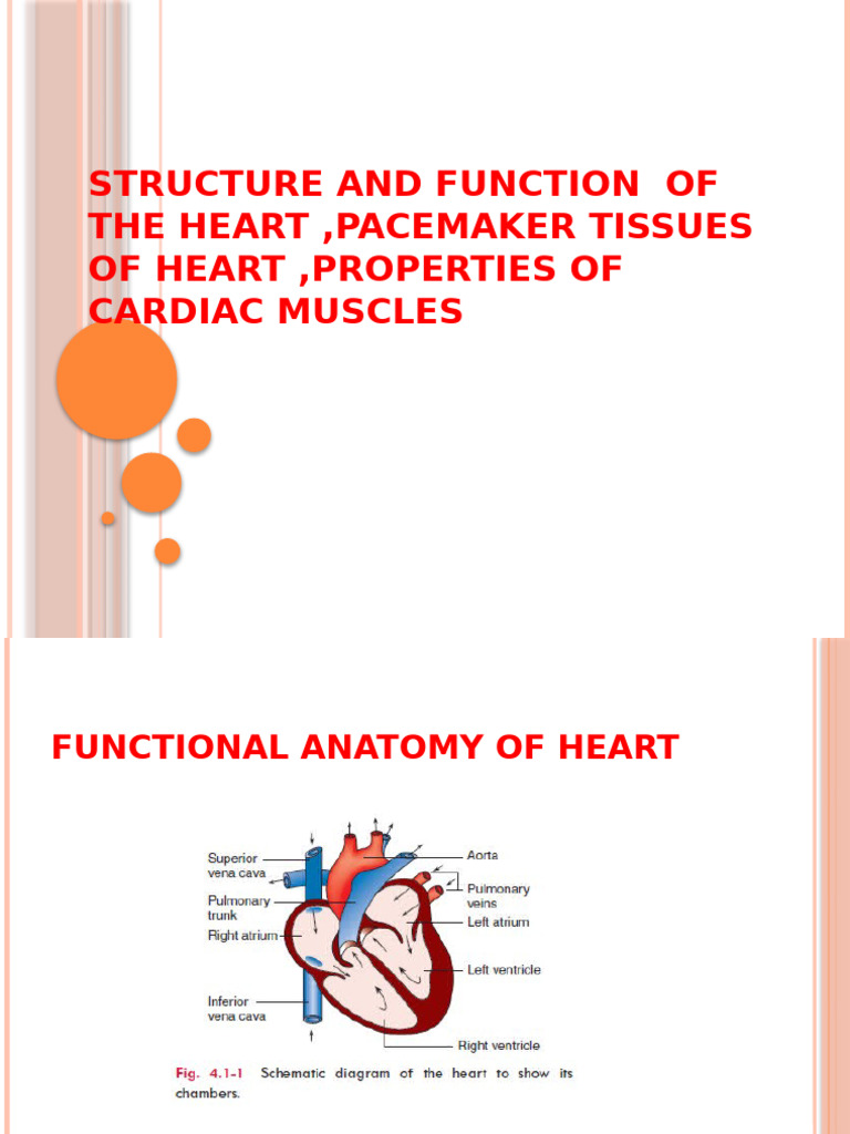 Heart and Pacemaker | PDF | Heart | Atrium (Heart)