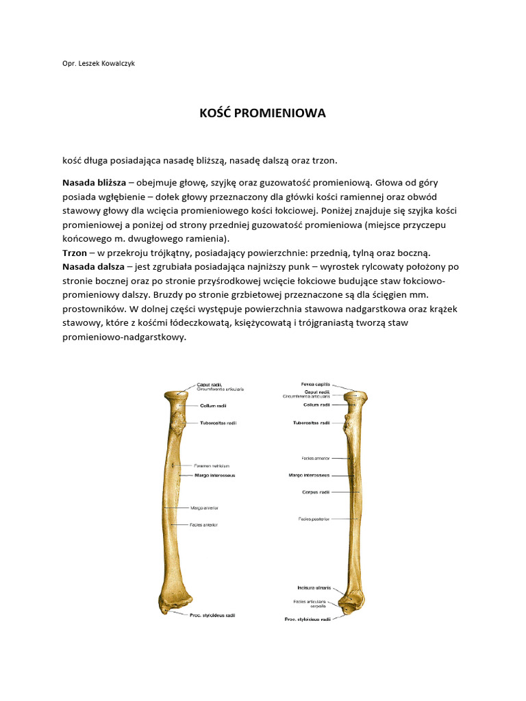 Kość Promieniowa 1 | PDF