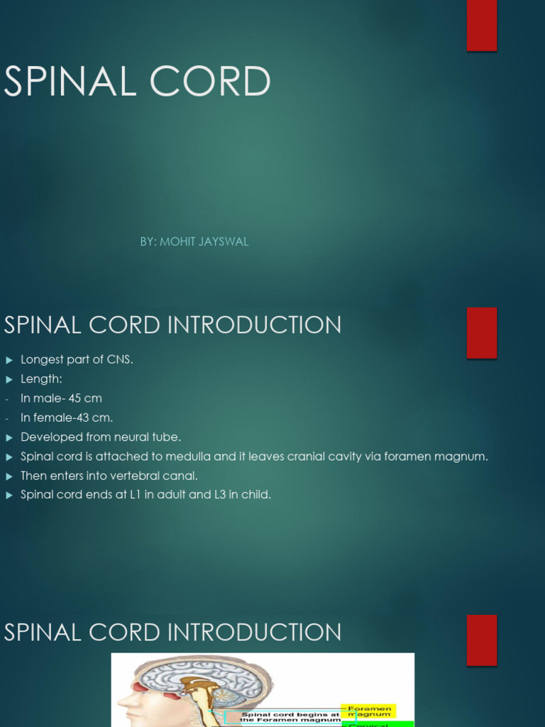 SPINAL CORD Presentation cum notes. | PDF | Spinal Cord | Motor Neuron