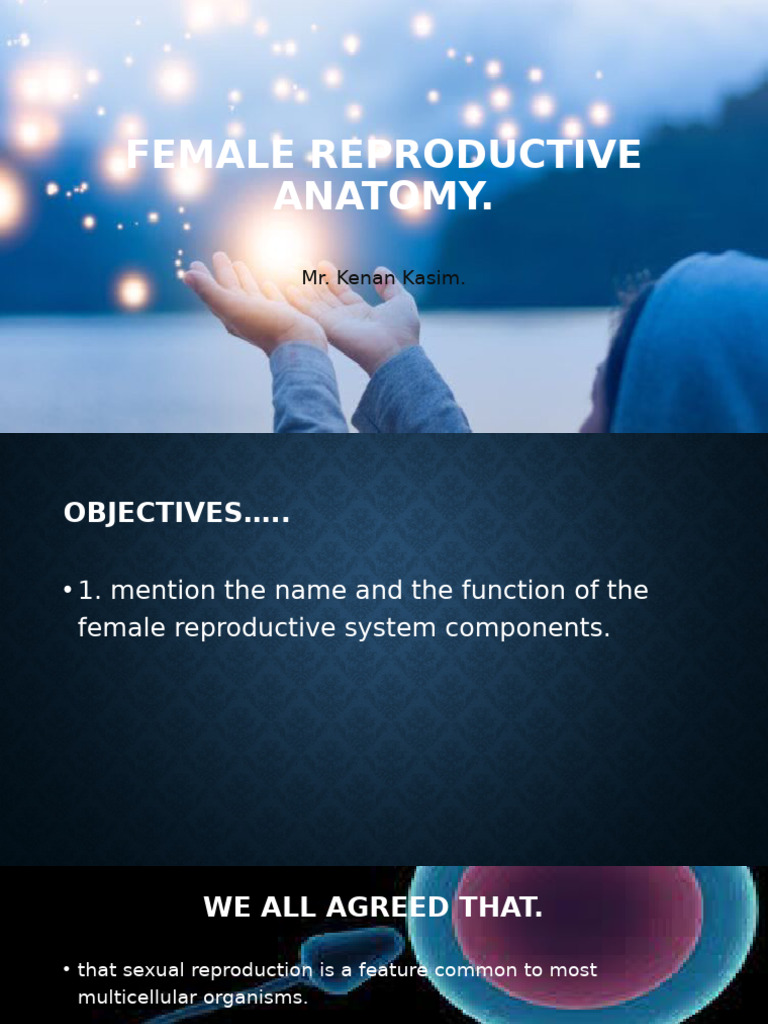 Female Reproductive Anatomy Overview | PDF | Reproductive System ...