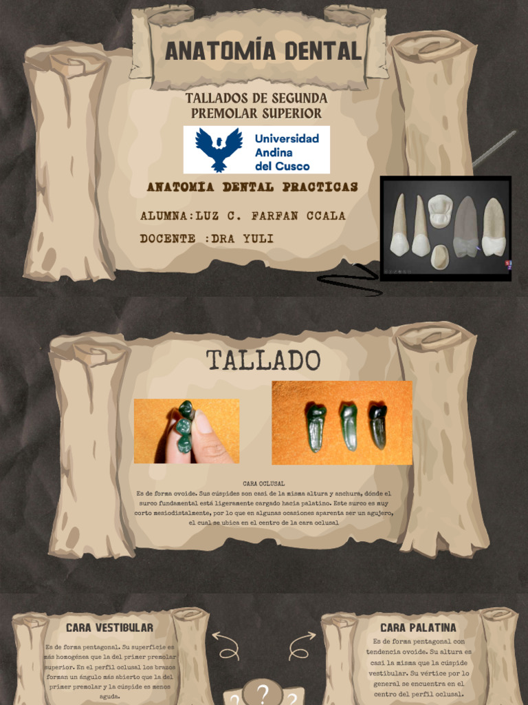 Segunda Premolar Inferior | PDF | Anatomia dental | Diente