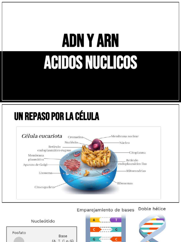 Adn Arn y Proteinas | PDF | Adn | Rna