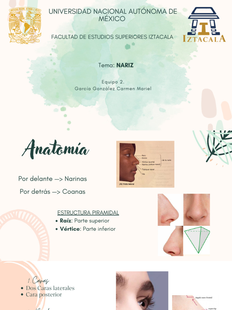Anatomia de Nariz PDF | PDF | Nariz humana | Cara
