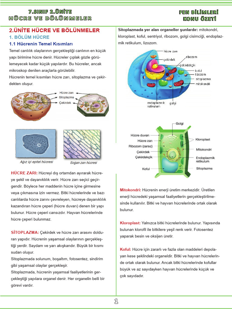 7.sınıf 2.ünite Hücre Ve Bölünmeler Konu Özeti | PDF