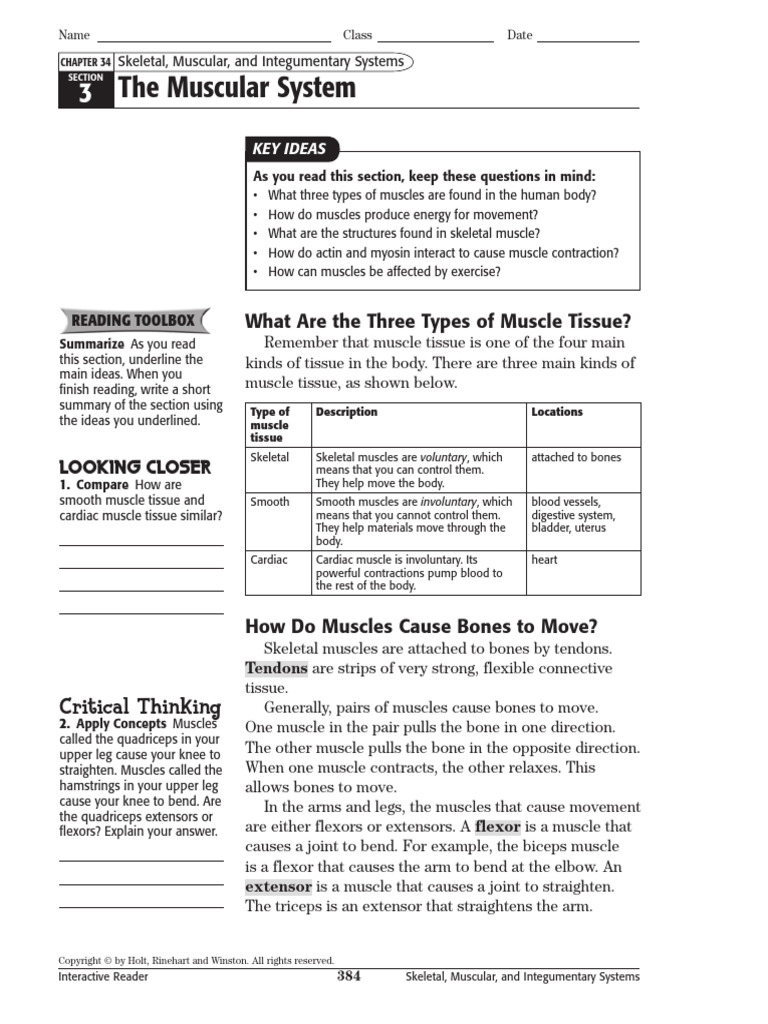 Reading-16-Muscular System | PDF | Skeletal Muscle | Muscle