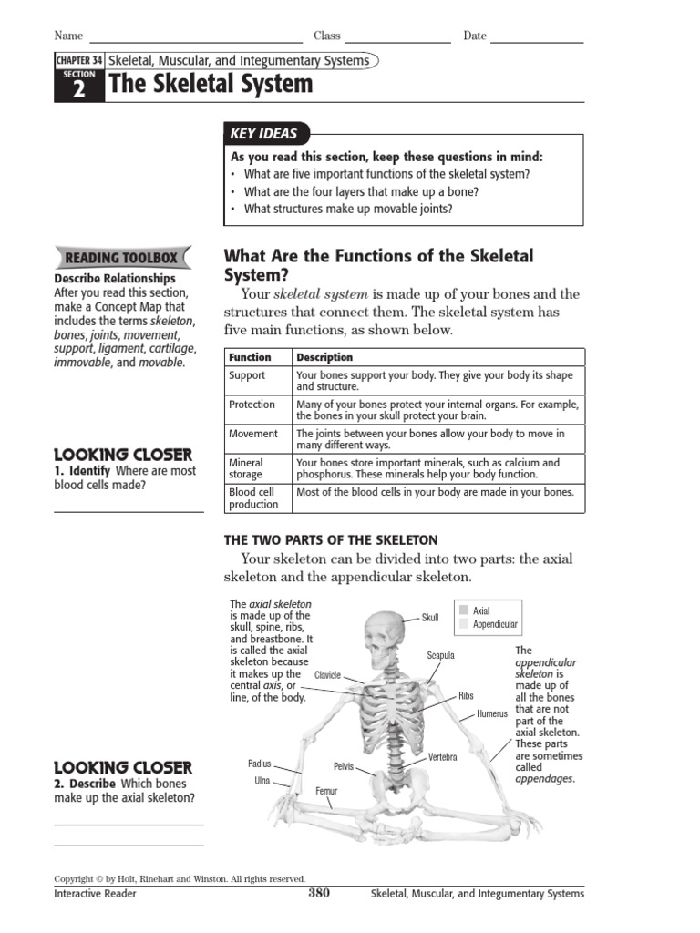 Reading-17-Skeletal System | PDF | Bone | Skeleton