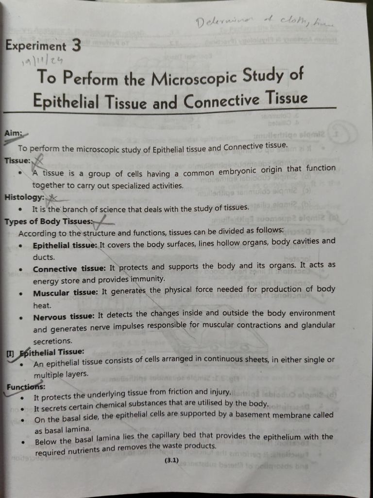 Epithelial and Connective Tissue | PDF