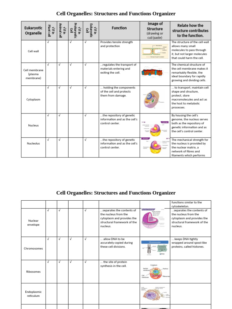 Cell Organelle Structure and Function | PDF | Cell (Biology) | Cell Nucleus