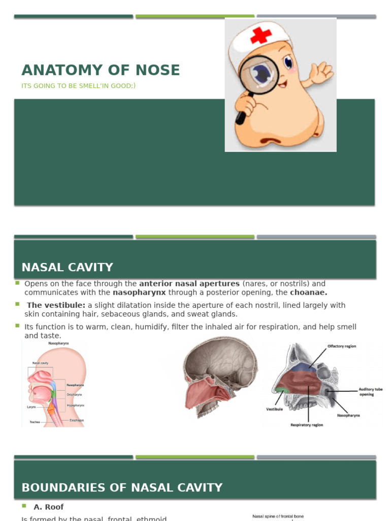 Anatomy of Nose | PDF | Human Nose | Human Head And Neck