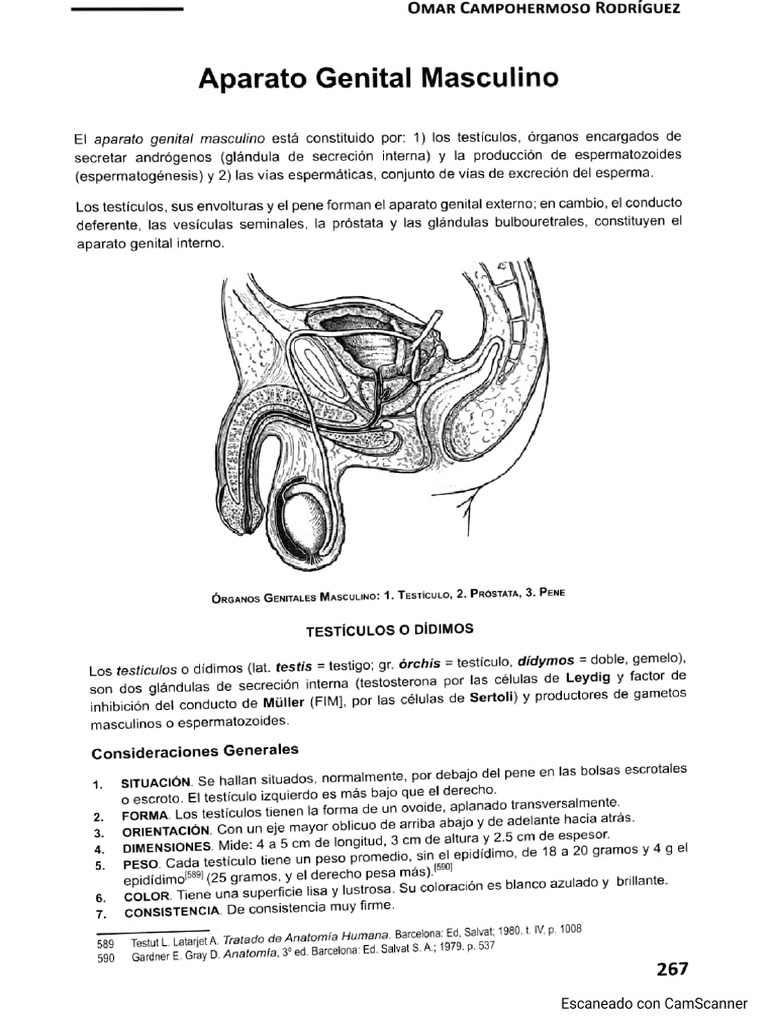 aparato reproductor masculino | PDF
