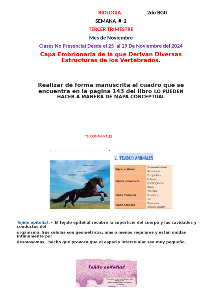 2do Bgu Ciencias Semana # 2 Desde El 25 Al 29 de Novembre. Tejidos Animales 2024 | PDF