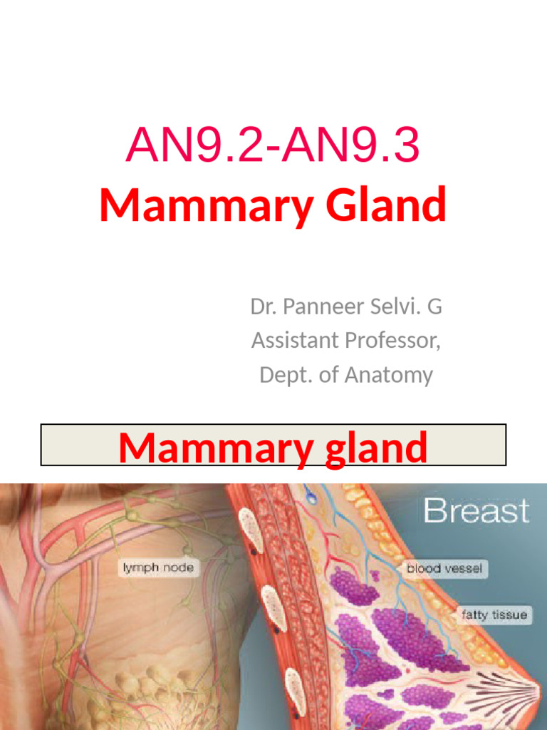 An 9.2 - AN9.3 Mammary Gland Final | PDF | Breast | Vein