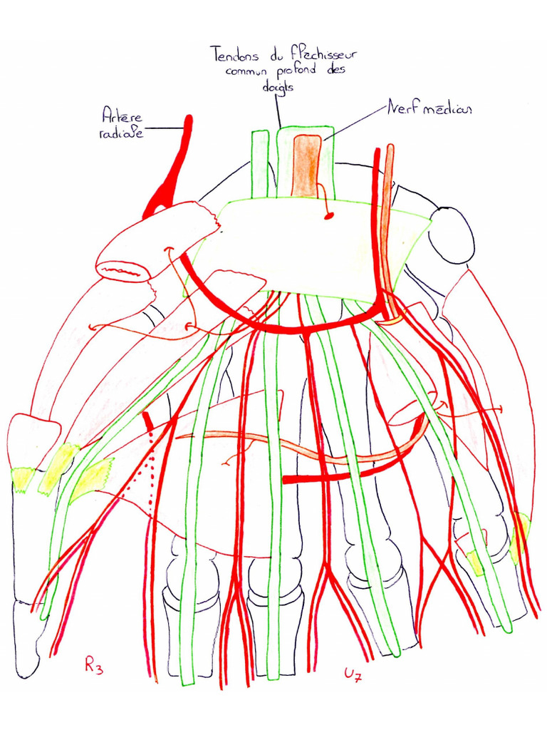 Schéma Circulation Main | PDF