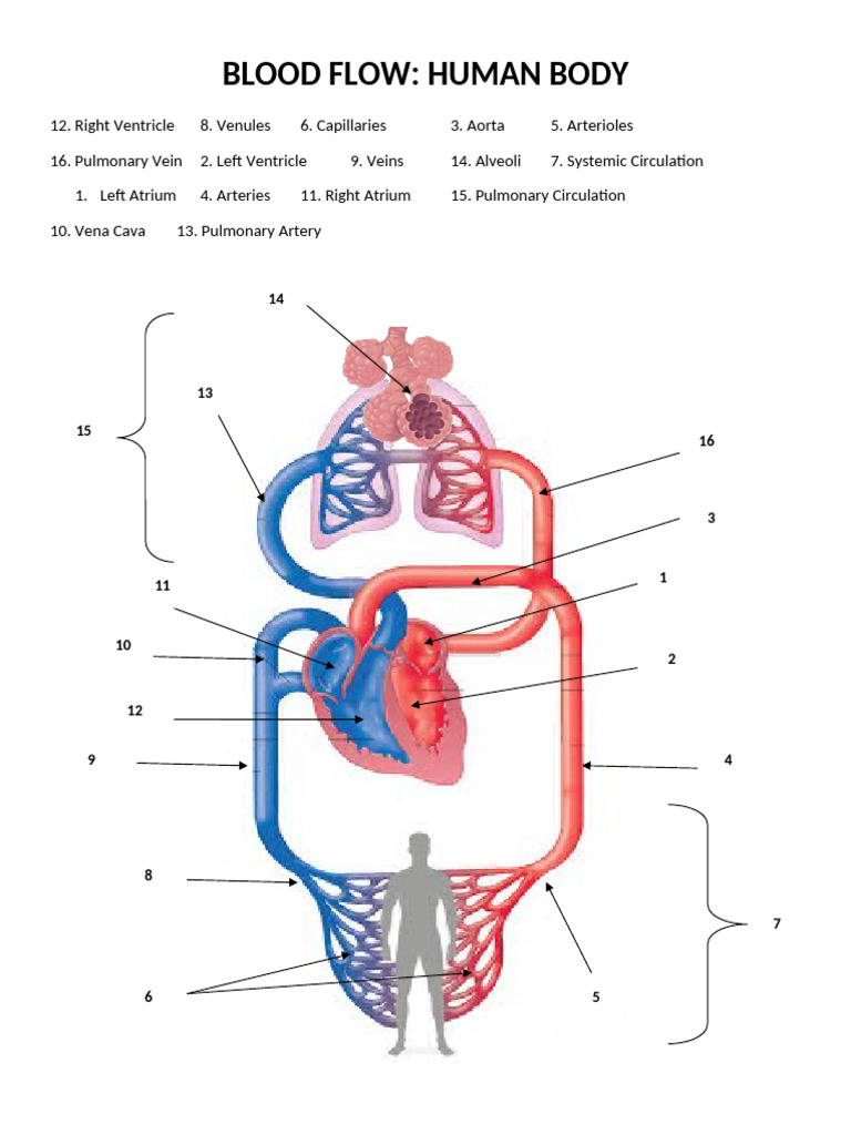 BLOOD FLOW Chart | PDF
