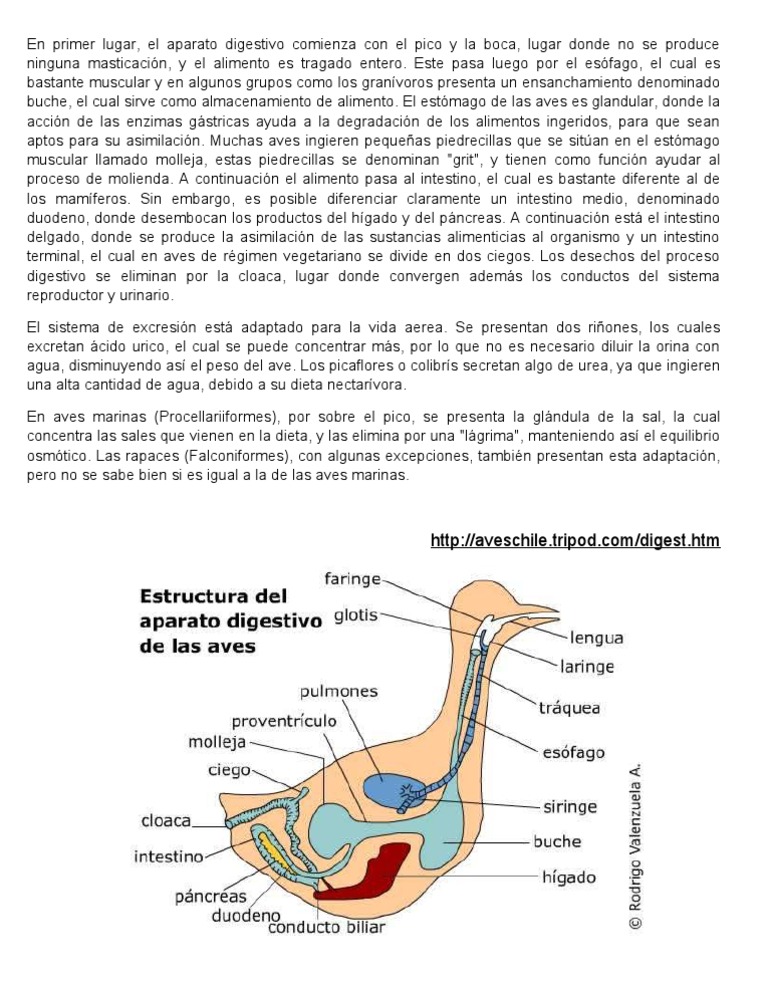 Procesos de Digestion de Las Aves | PDF
