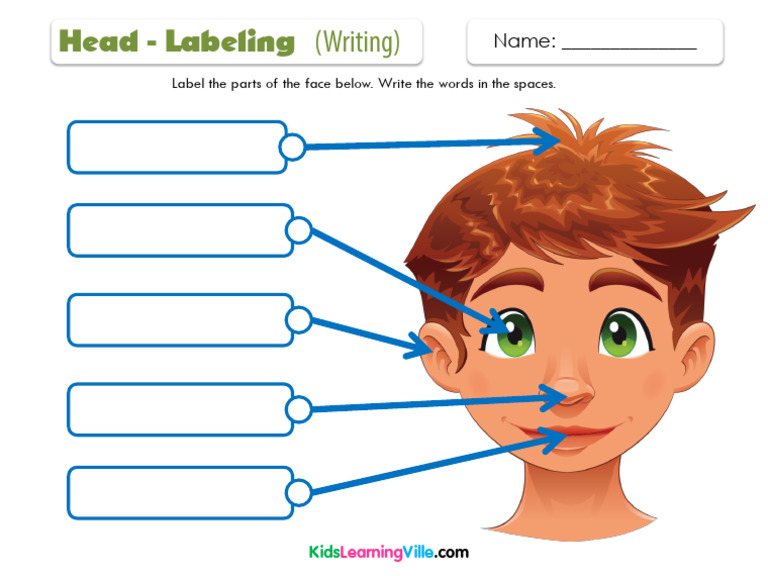 Worksheets - Face | PDF