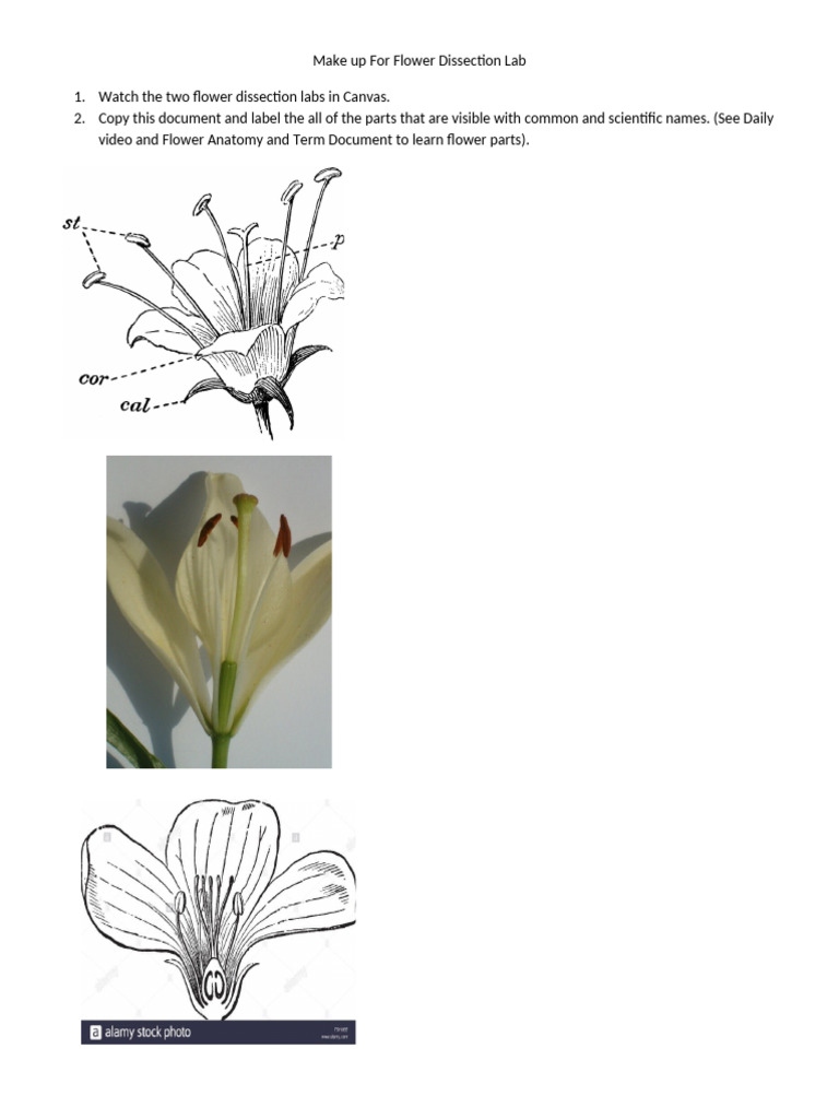 Make Up For Flower Dissection Lab | PDF