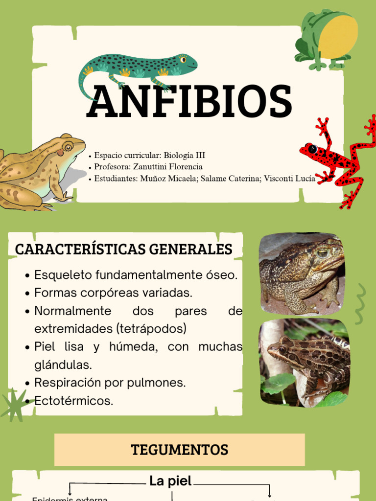 PRESENTACIÓN ANFIBIOS | PDF | Anfibio | Piel