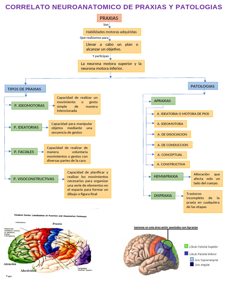 Correlato Neuroanatomico de Praxias y Patologías | PDF | Neurociencia