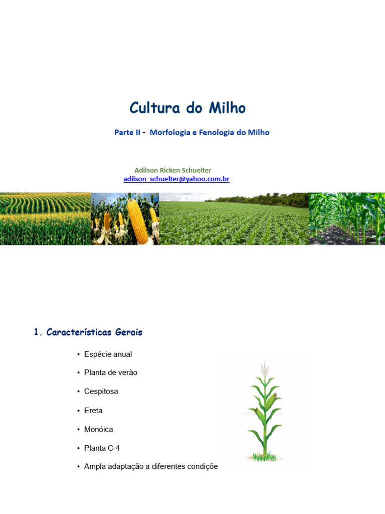 Morfologia e Fenologia do Milho | PDF | Raiz | Semente