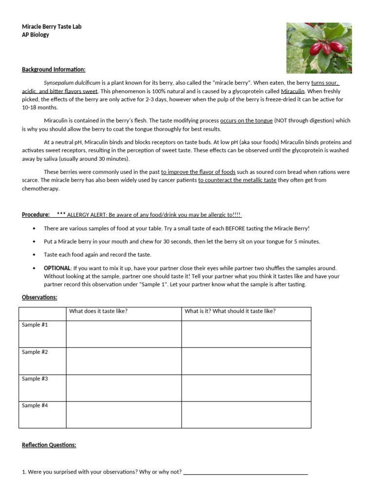 Miracle Berry Taste Lab Experiment | PDF | Taste