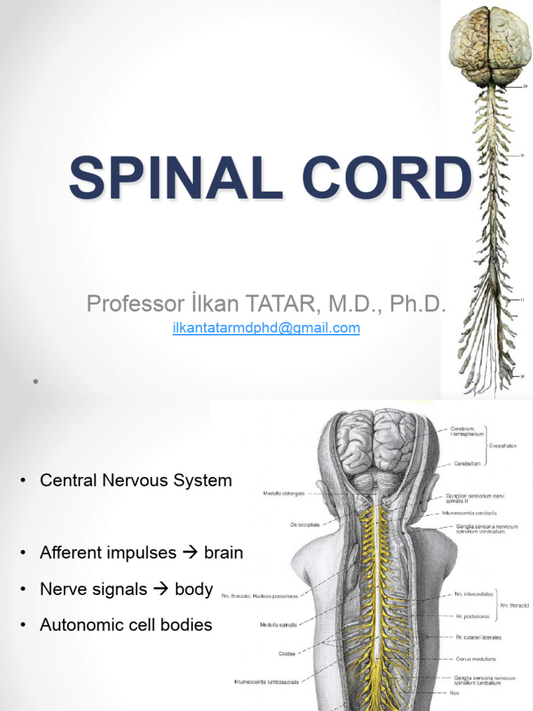 Spinal_Cord | PDF | Spinal Cord | Vertebral Column