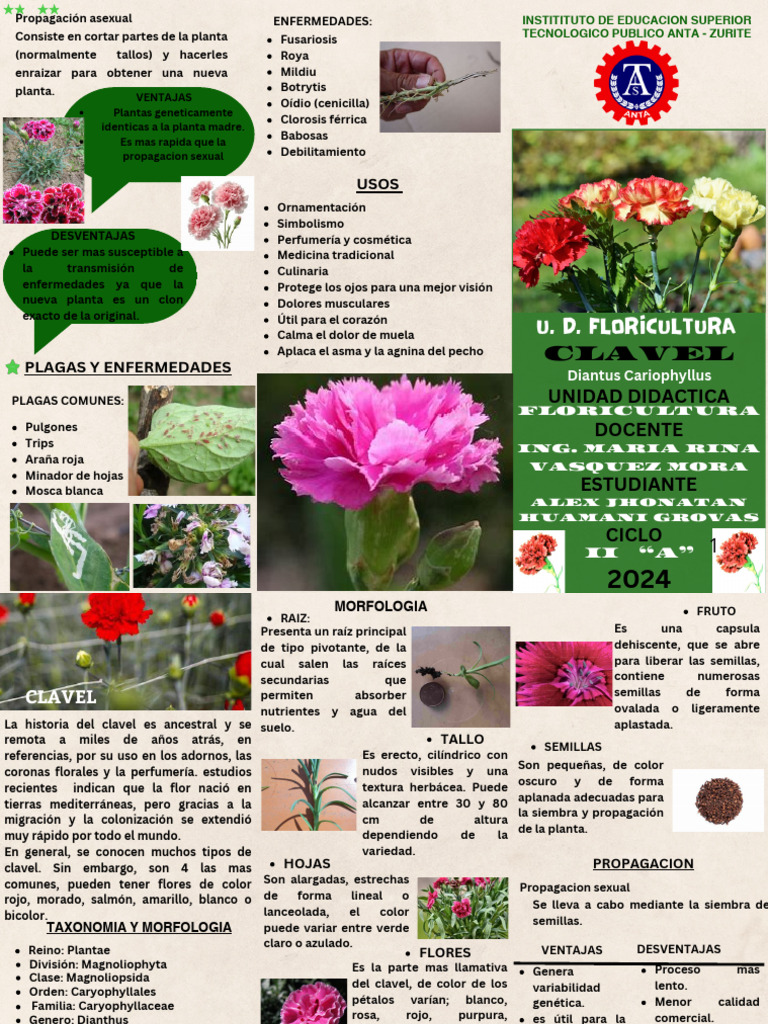 Flor de Clavel | PDF | Flores | Color