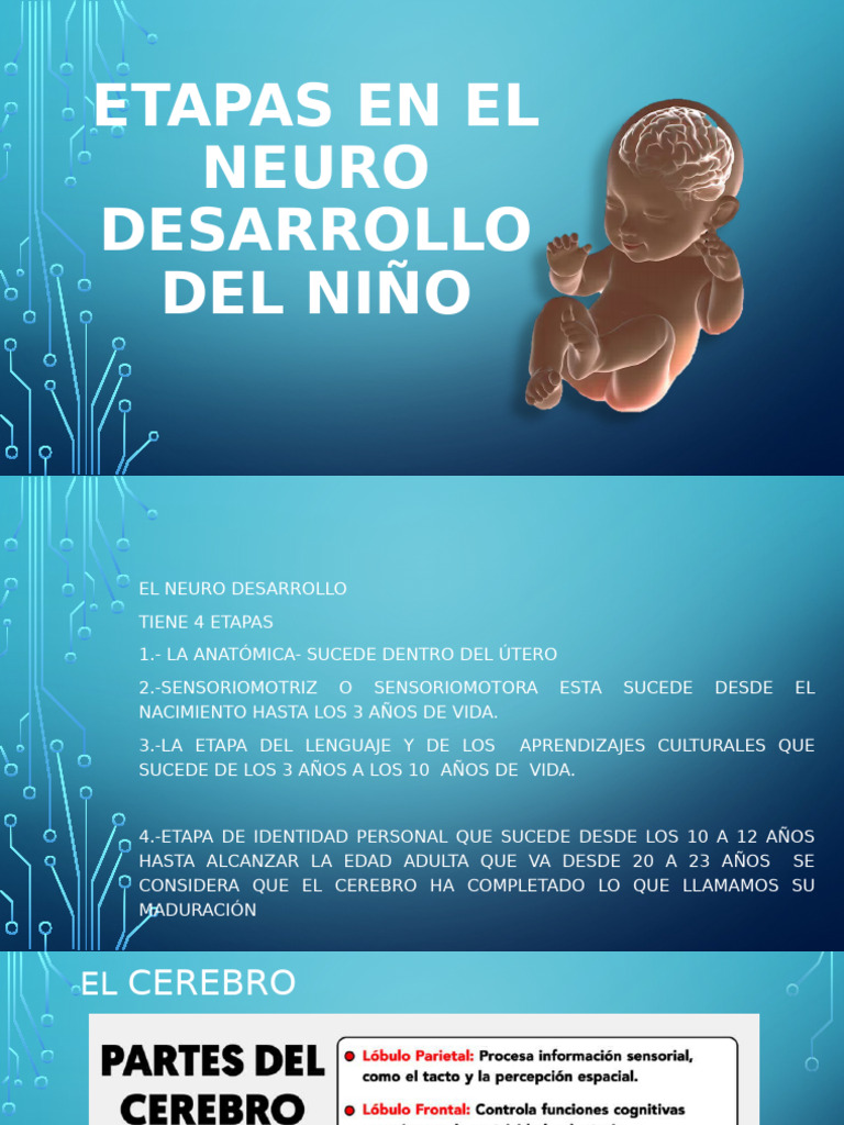 Etapas EN EL NEURO Desarrollo Del Niño | PDF | Neurona | Cerebro