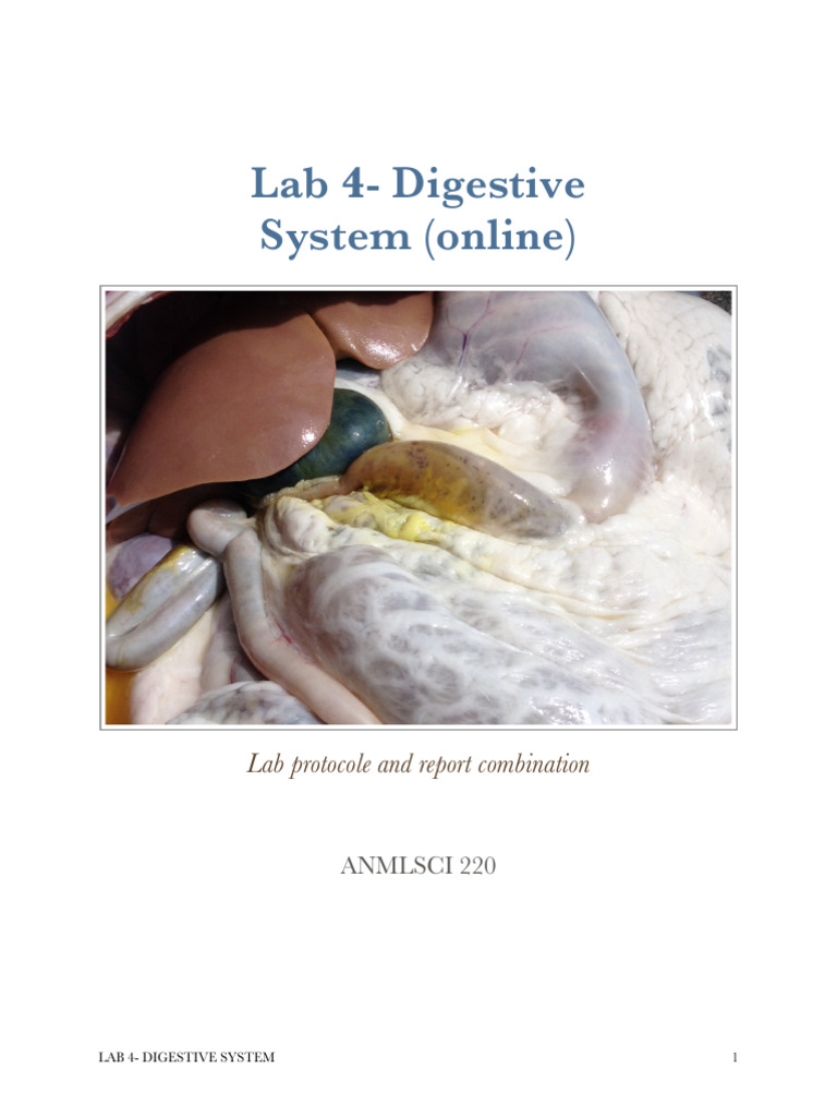Lab+5 +Digestive+System+SC+2024 | PDF | Digestion | Gastrointestinal Tract