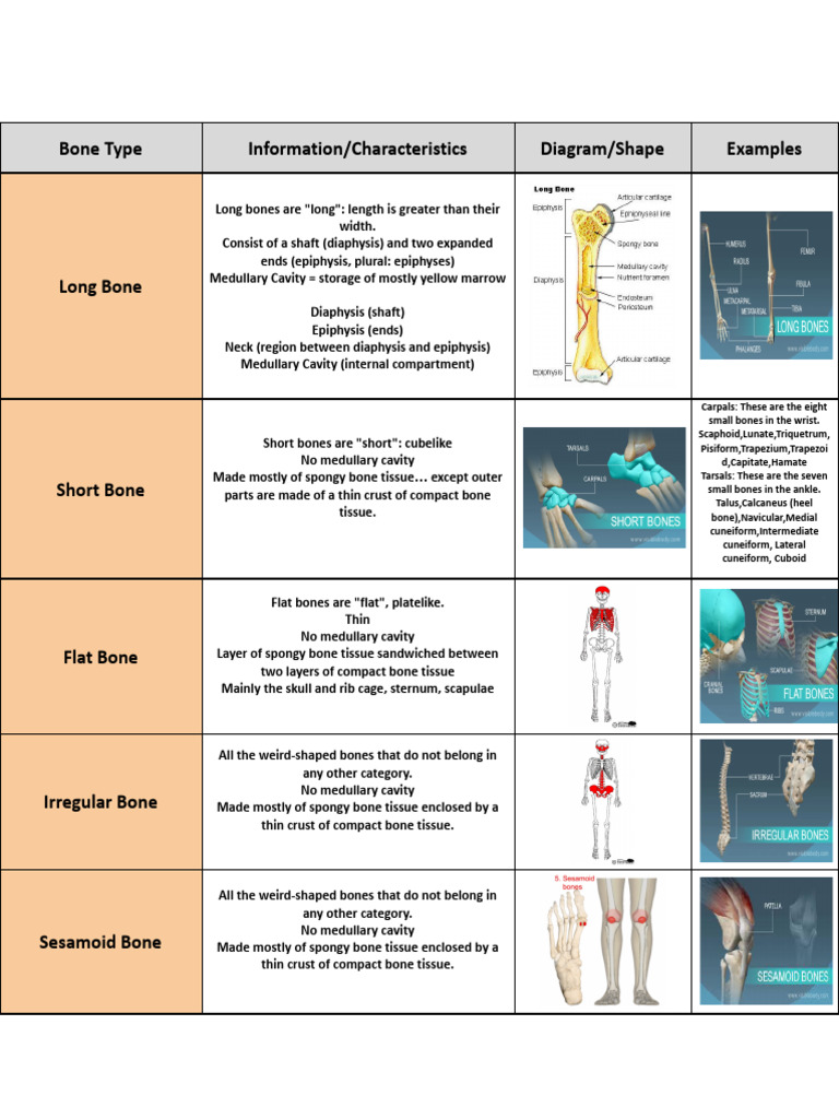 Types of Bones: Characteristics & Examples | PDF | Bone | Skeletal System