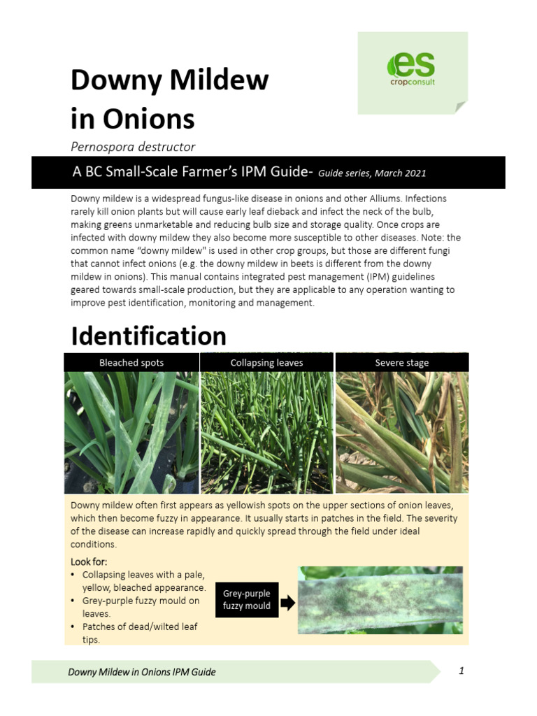 Downy Mildew Management in Onions | PDF | Onion | Leaf