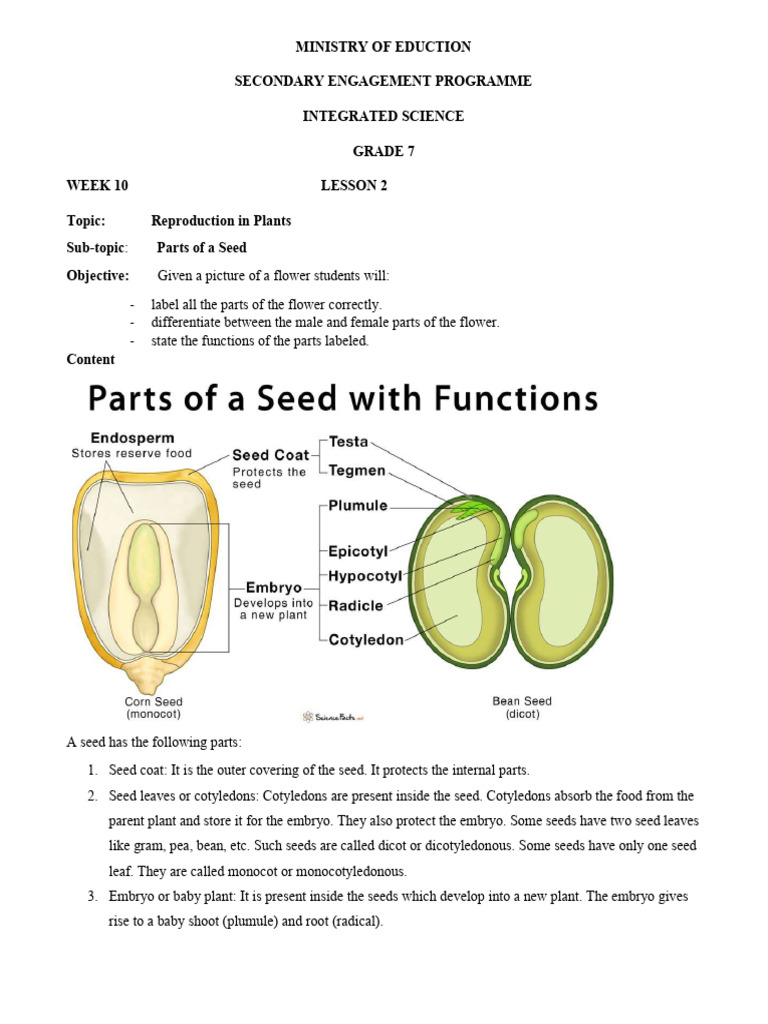 Parts of a Seed for Grade 7 Science | PDF