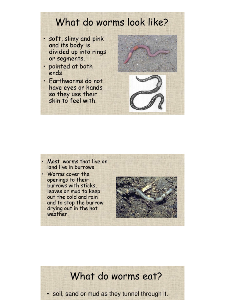 Worms | PDF