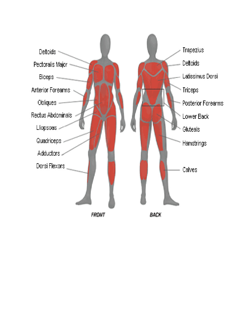 Major Muscles Diagram | PDF