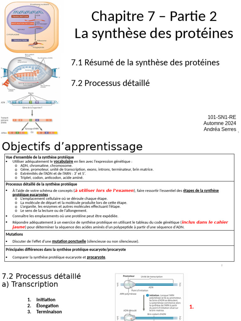 Chapitre_7_-_La_synthese_des_proteines_P2_et | PDF | Traduction ...