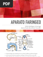 Músculos Constrictor y Rafe Faríngeo | PDF | Cabeza y cuello humanos ...