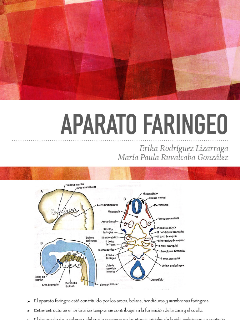 Aparato Faringeo | PDF | Lengua | Aorta