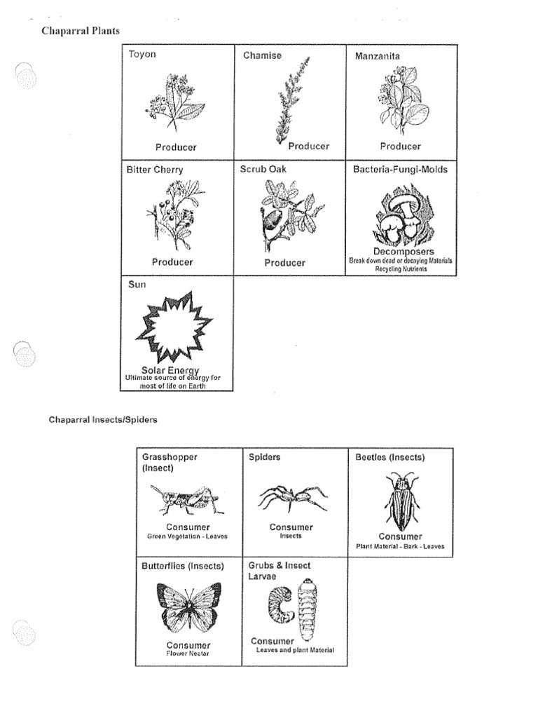 Chaparral Plants & Animals | PDF
