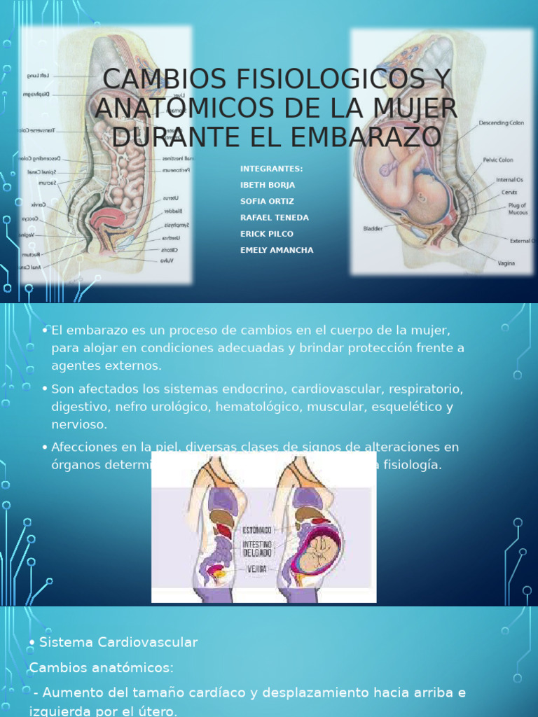 Cambios Fisiologicos y Anatomicos durante el embarazo | PDF | El embarazo | Placenta