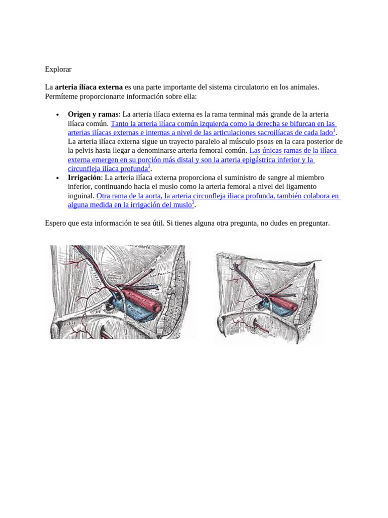 Anatomía de la Arteria Ilíaca Externa | PDF