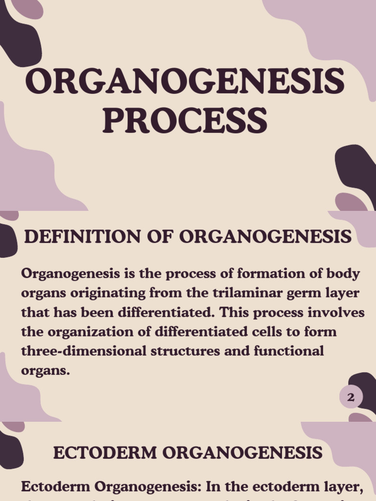 Thesis defense | PDF | Anatomy | Developmental Biology