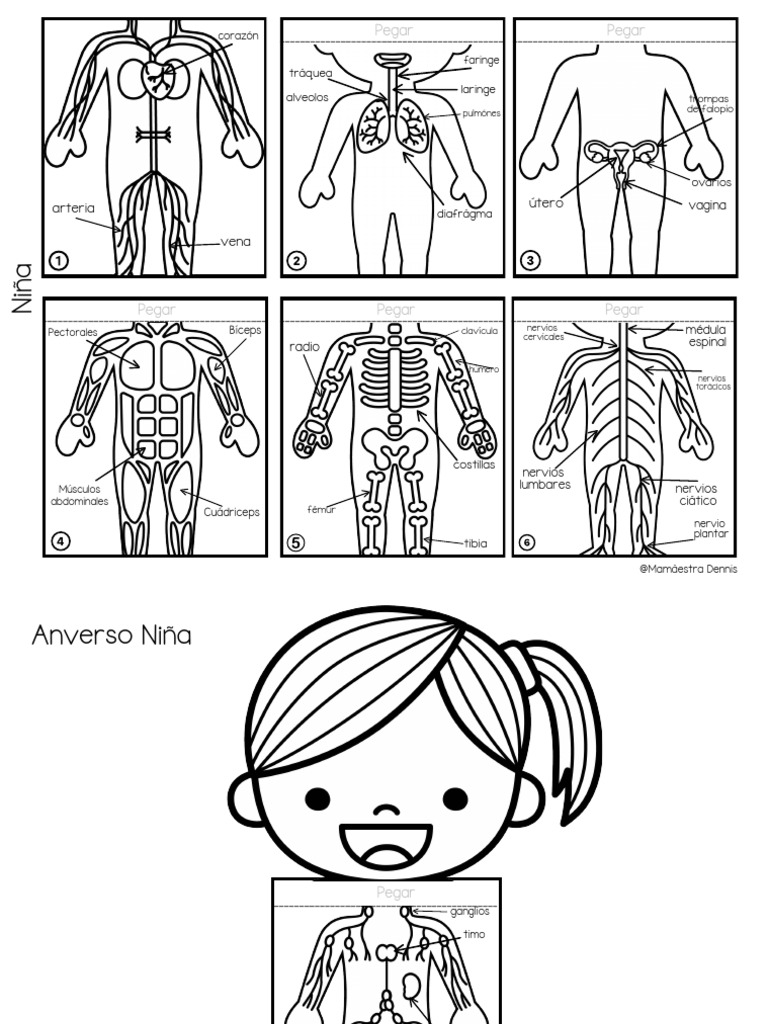 Sistemas del Cuerpo Humano en Flipbook | PDF | Anatomia animal ...